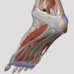 Pijn onder mijn hak, wat is het en wat kan de podotherapeut voor mij doen?
